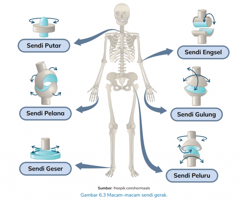 Jawaban Bacaan Sendi dan Otot IPAS Halaman 9 Kelas 6 Kurikulum Merdeka